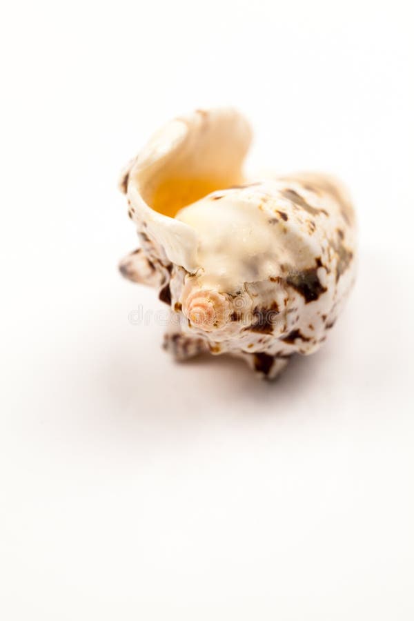 Seashells - Colors and Texture Stock Image - Image of abstract, summer ...