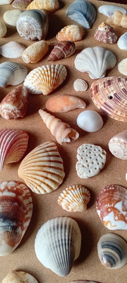 Seashells Colourful Nature Natural Sand Stock Image - Image of nature ...