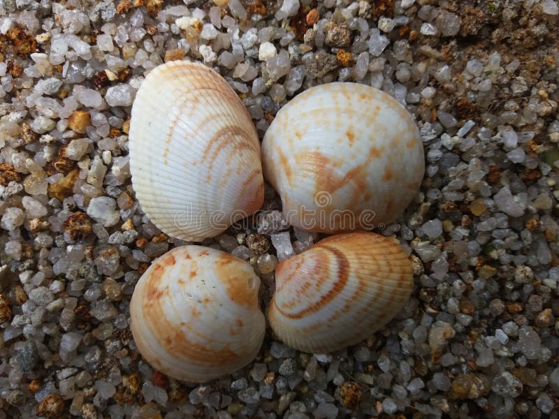 Seashells on the Colourful Sand Stock Photo - Image of seafood ...