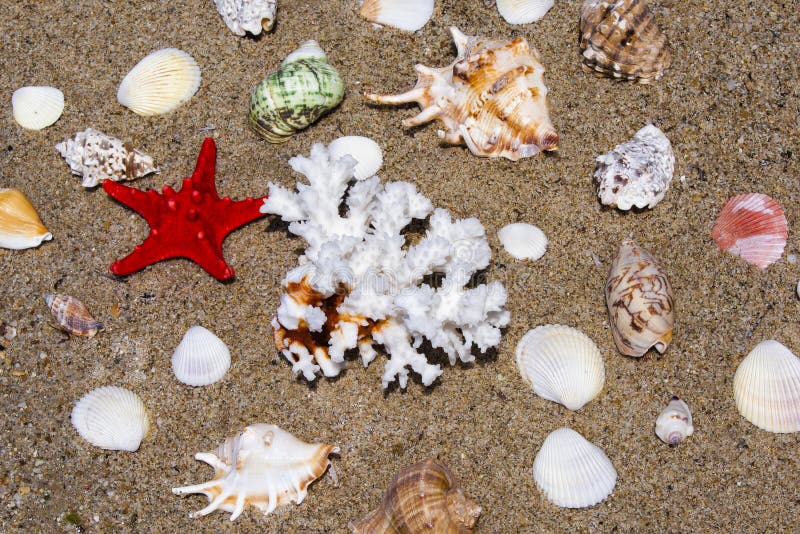 Seashells, Coral and Starfish Stock Image - Image of tourism, travel ...