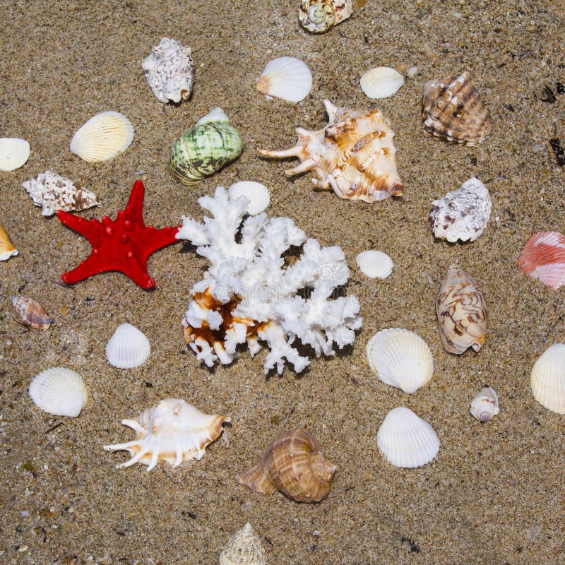 Seashells, Coral and Starfish Stock Image - Image of beach, nature ...