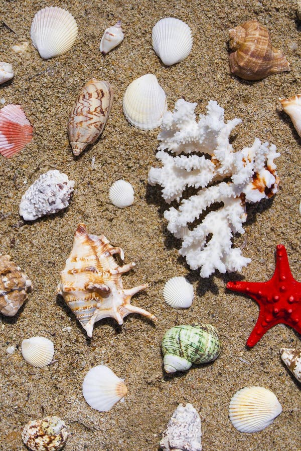 Seashells, Coral and Starfish Stock Image - Image of tourism, travel ...