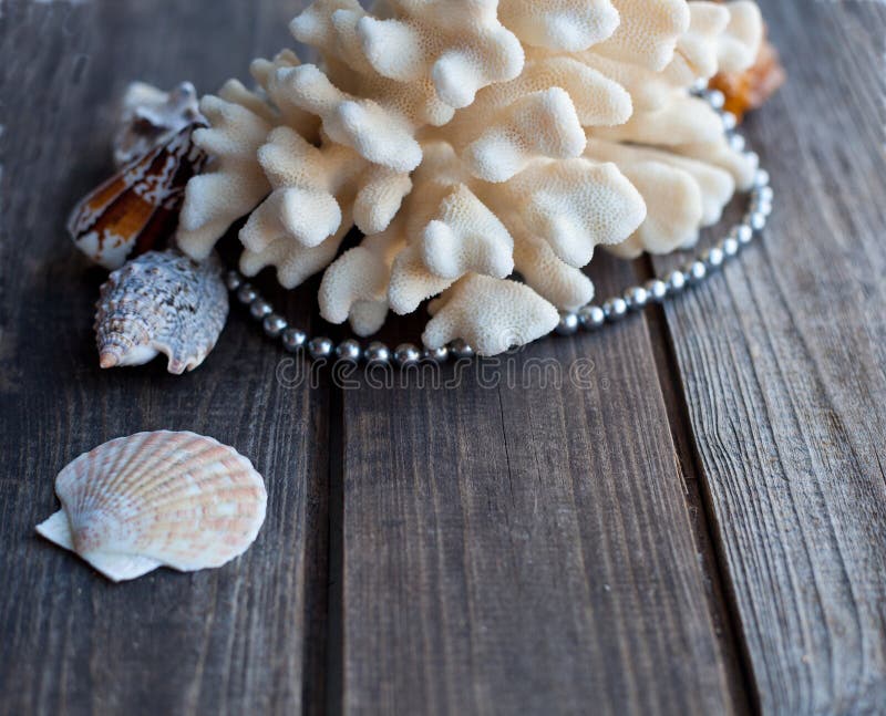 Seashells and Coral on the Wooden Table Stock Image - Image of holiday ...