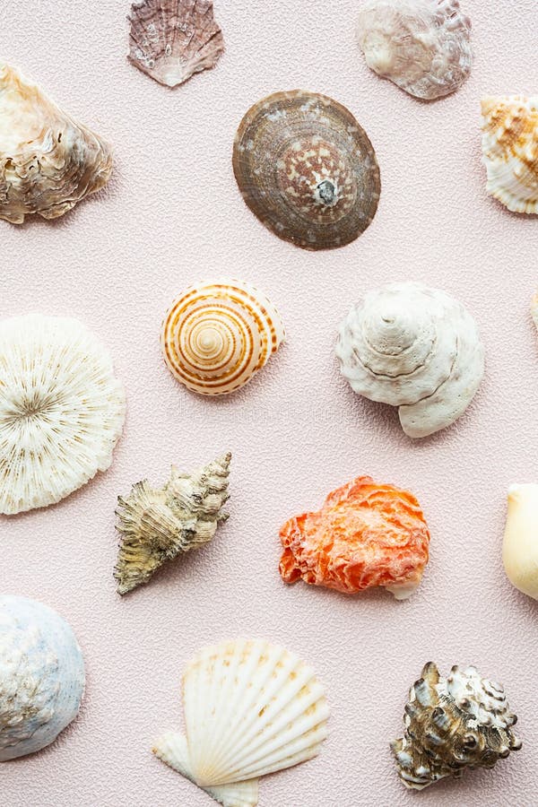 Seashells and Corals Set. Marine Pattern Stock Image - Image of ocean ...