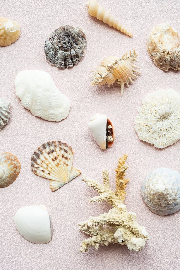 Seashells and Corals Set. Marine Pattern Stock Photo - Image of ...