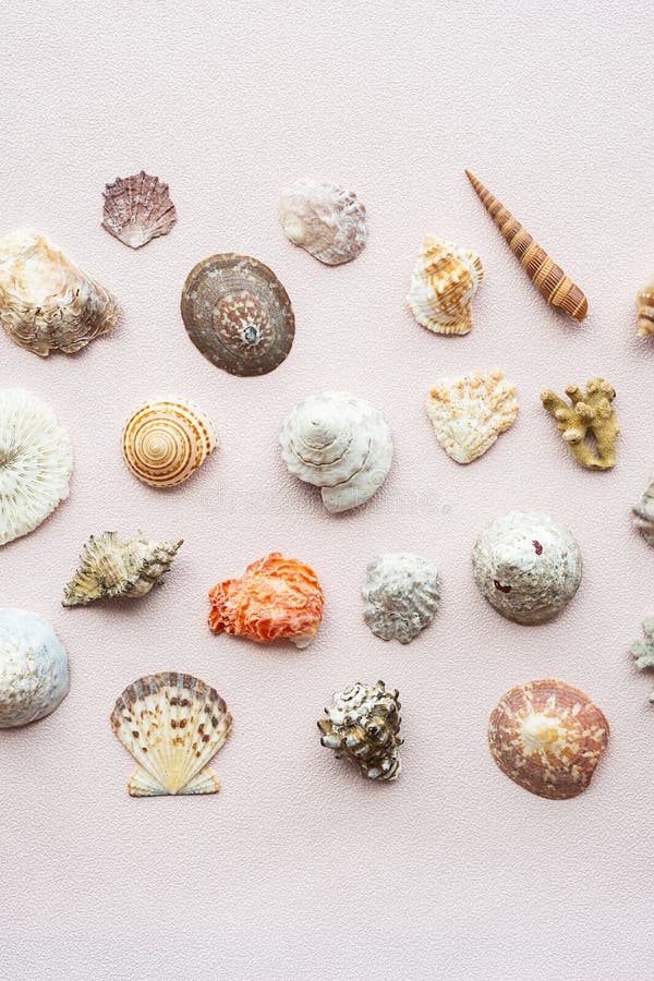 Seashells and Corals Set. Marine Pattern Stock Image - Image of ...