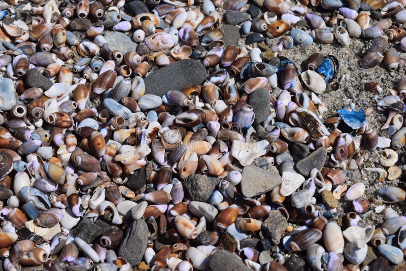 Seashells Cover Beach stock photo. Image of seashells - 54963890