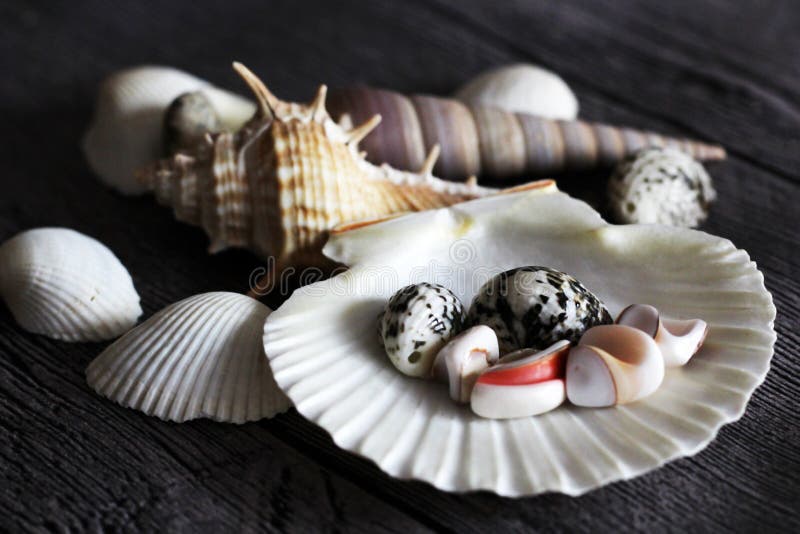 Seashells of Different Colors. Mollusk Shells Stock Image - Image of ...