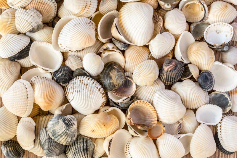 Seashells of Different Colors. Mollusk Shells. Seashell Background ...