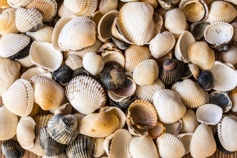 Shells stock photo. Image of destinations, relaxation - 80166398