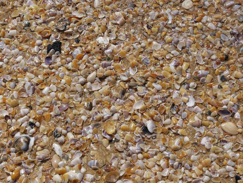 Seashells of Different Colors Seashells As Background Texture of the ...