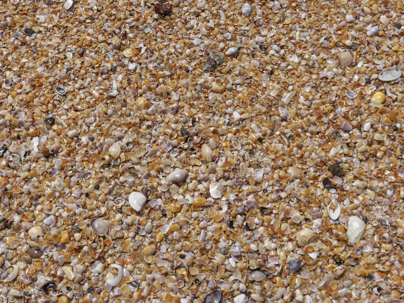 Seashells of Different Colors Seashells As Background Texture of the ...