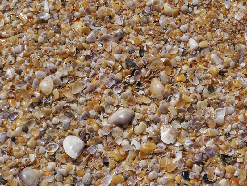 Seashells of Different Colors Seashells As Background Texture of the ...