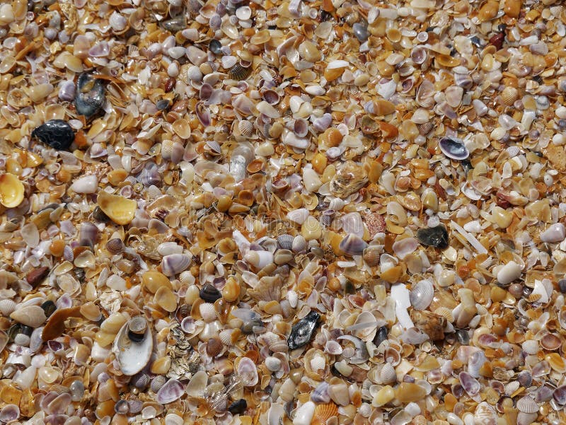 Seashells of Different Colors Seashells As Background Texture of the ...