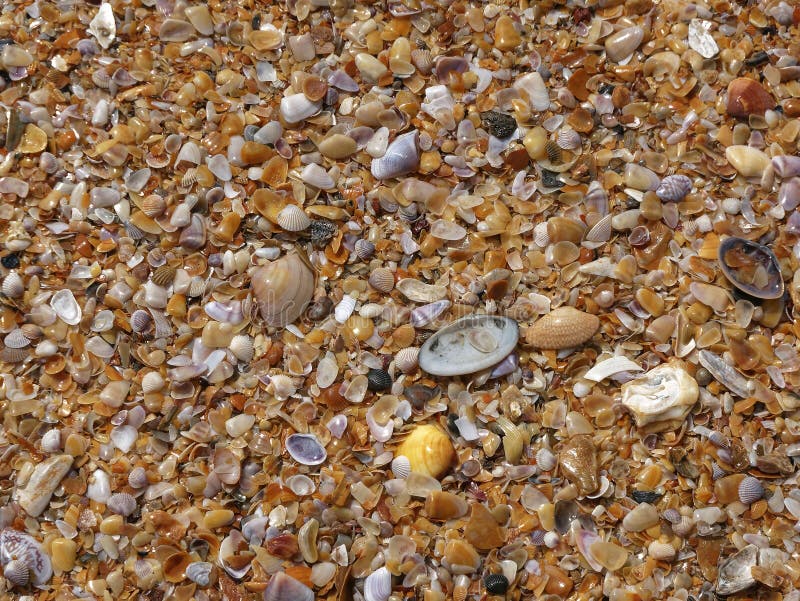 Seashells of Different Colors Seashells As Background Texture of the ...