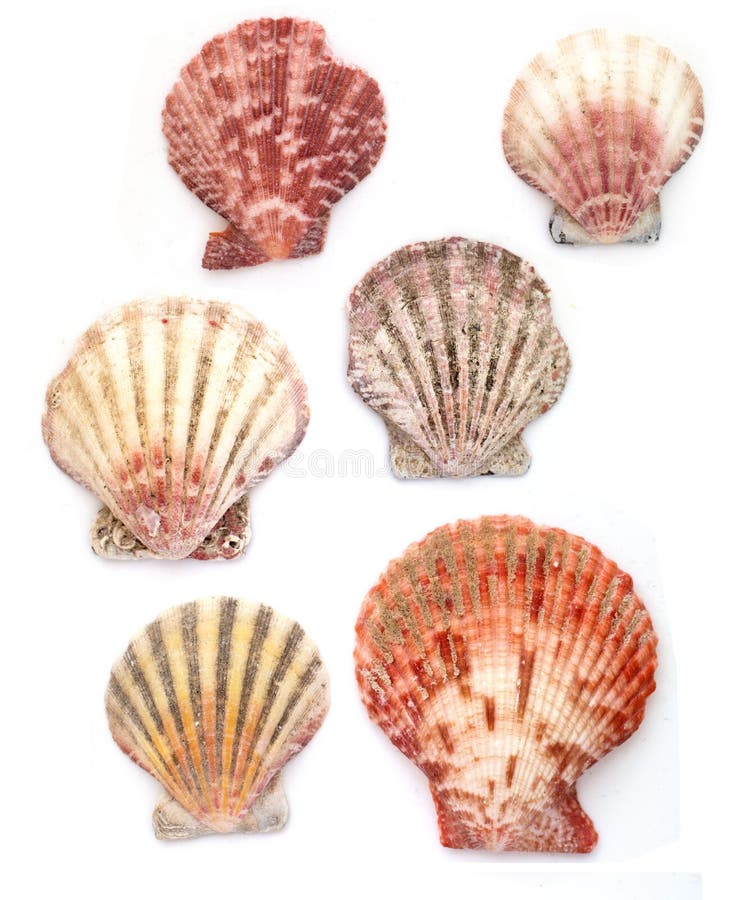 Seashells in Different Colors Stock Photo - Image of beauty, decoration ...