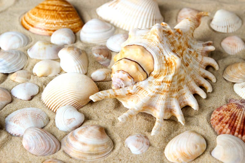 Seashells of Different Shapes and Colors on the Sand Stock Photo ...