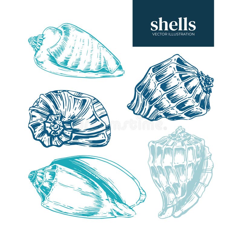 Seashells of Different Shapes and Sizes. Houses of Sea Creatures ...