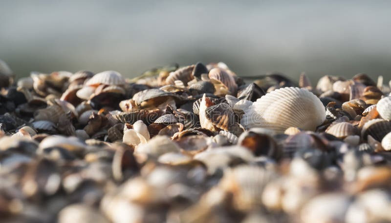 Seashells of Different Sizes Panoramic in Macro on the Beach of the ...
