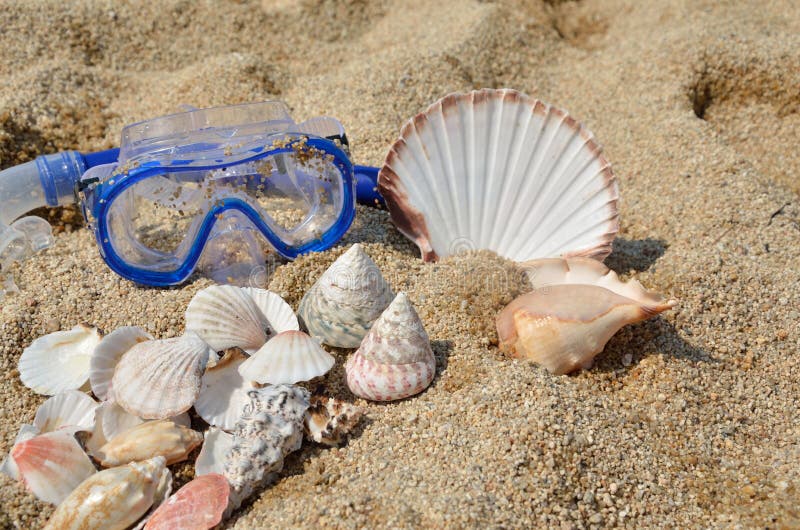 Seashells and Diving Mask stock photo. Image of closeup - 71032044