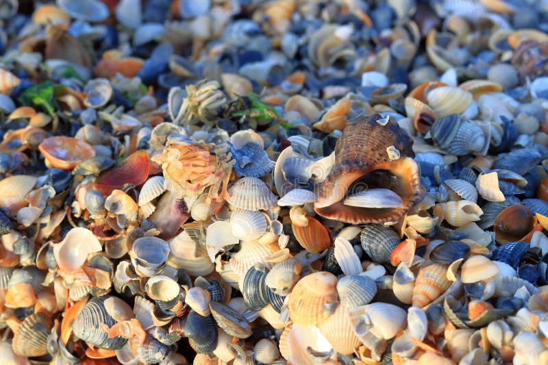 Seashells at the Edge of the Sea Stock Image - Image of marine, edge ...