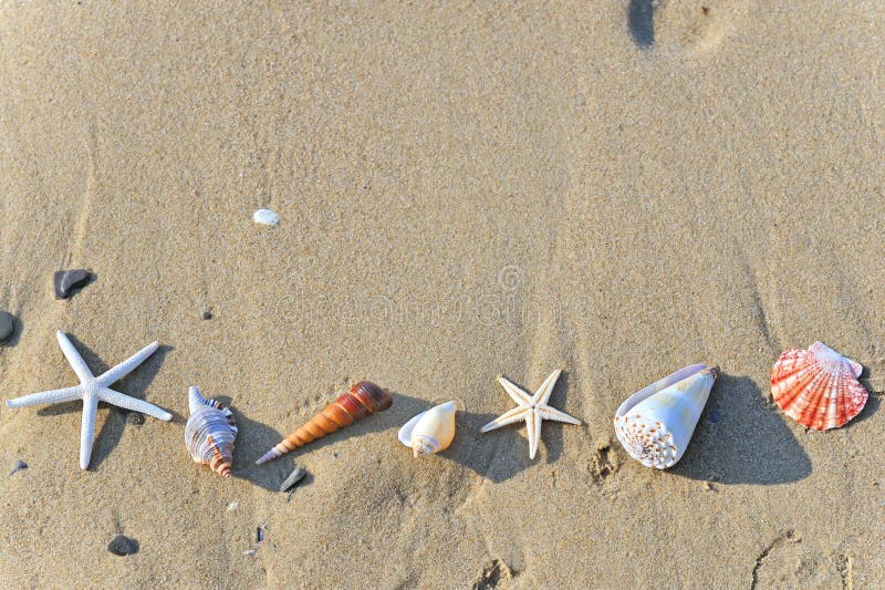 Seashell En La Arena De La Playa Imagen de archivo - Imagen de ...