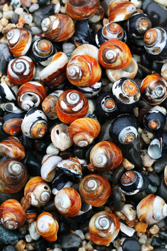 Seashells en la playa foto de archivo. Imagen de cubo - 2539536