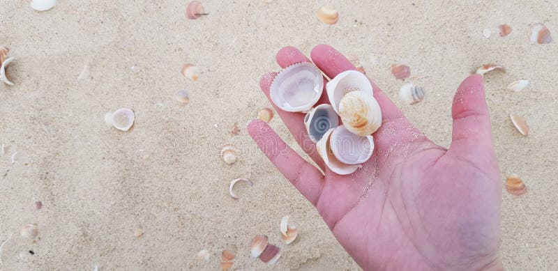 Seashells on female palm stock image. Image of mediterranean - 140207553