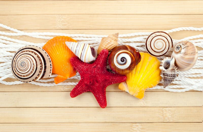Colorful seashells. stock image. Image of brown, ecology - 19848721