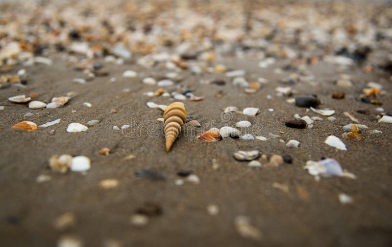 Seashells Rocks and White Sand Stock Photo - Image of colors, shell ...