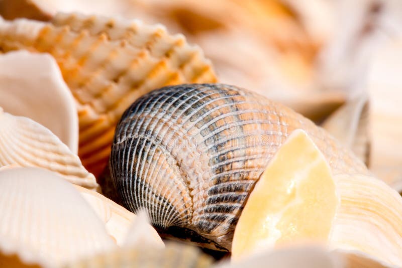 Late Afternoon Black Lagoon Cuyabeno Ecuador Stock Image - Image of ...