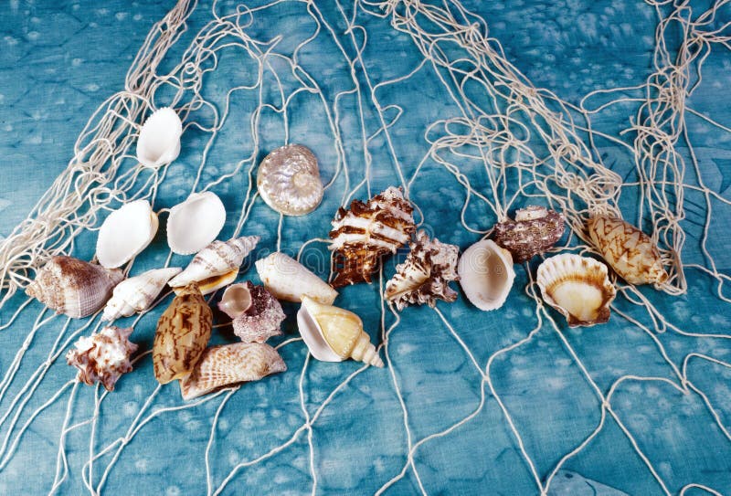 Seashells on a fishing net stock image. Image of shells - 20715201