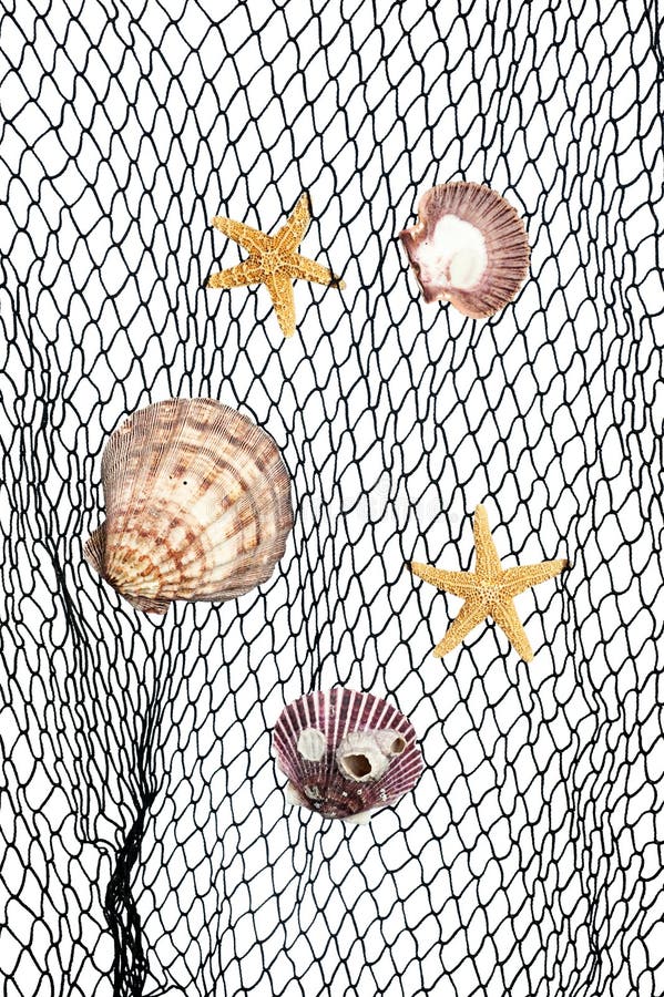 Seashells on fishing net stock image. Image of catch - 26105407