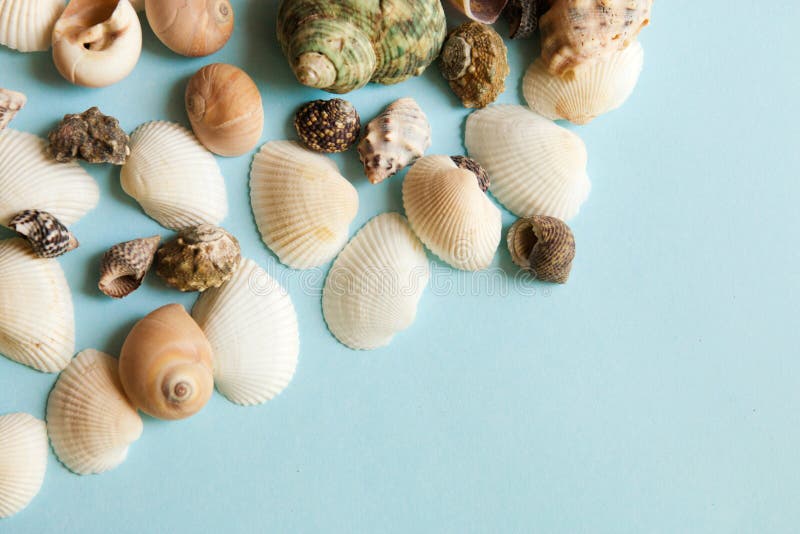 Seashells Flat Lay Pattern on Blue Background, Sea Vacation Background ...
