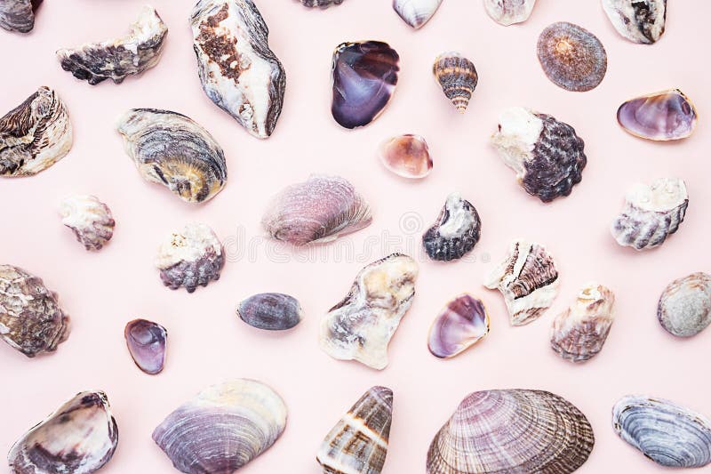 Seashells Flat Lay. Summery Maritime Collection Stock Photo - Image of ...