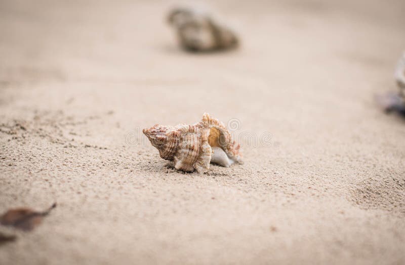Seashells Float on a Beach with Fine Sand. Stock Photo - Image of fine ...