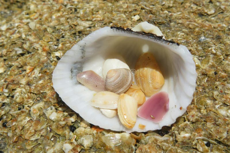 Seashells on a Florida Beach Stock Photo - Image of peace, sand: 195286110
