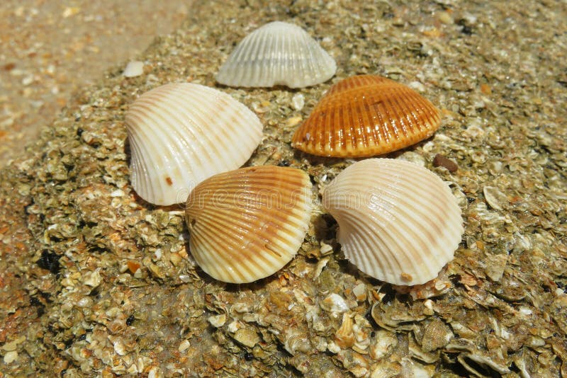Seashells on a Florida Beach Stock Photo - Image of breeze, relaxation ...
