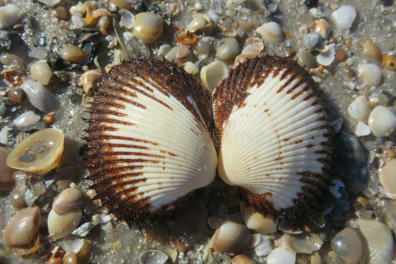 Seashells on Florida Coast, Closeup Stock Photo - Image of enjoyment ...