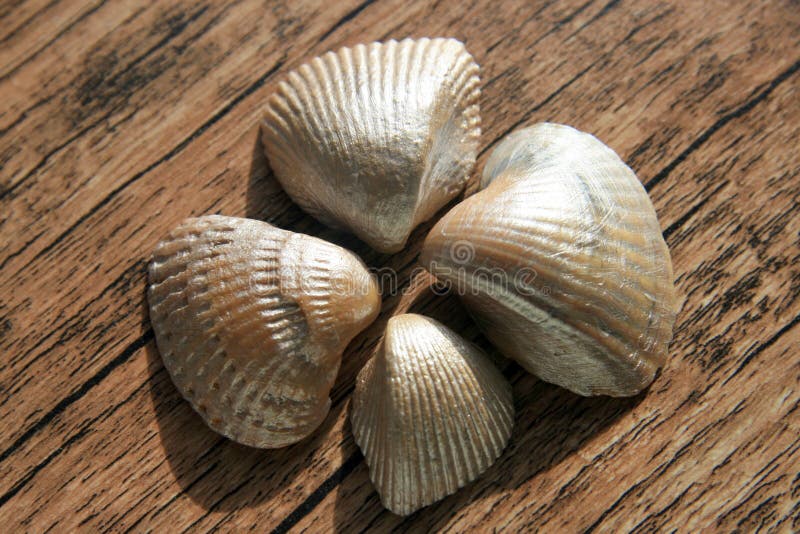 Seashells stock image. Image of animals, skeleton, retro - 71185795