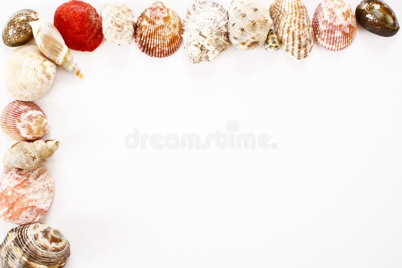 Seashells frame stock image. Image of sand, travel, exotic - 12504305