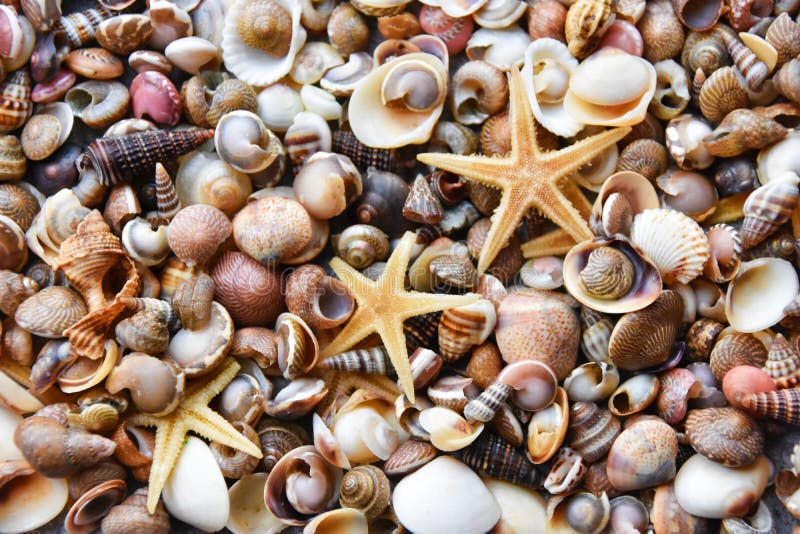 Seashells full frame stock image. Image of carbonate - 111882823