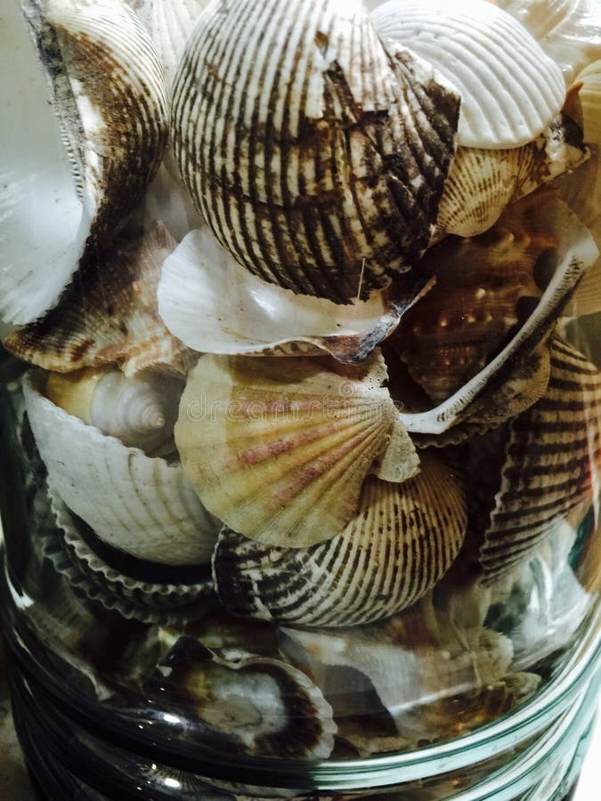 Seashells in a Glass Jar stock photo. Image of decorations - 82095050
