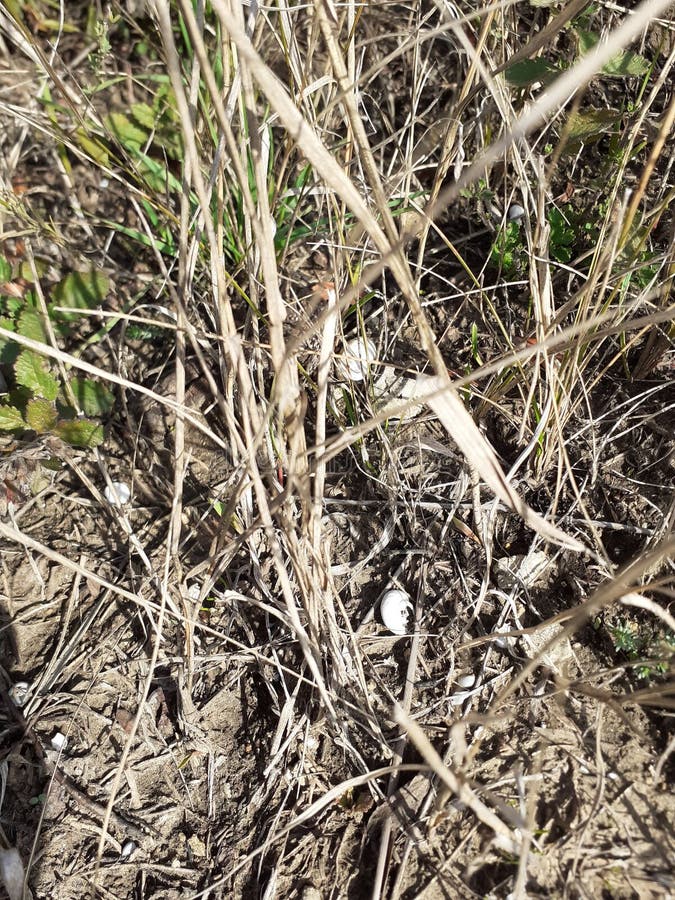 Seashells on the Ground in Dry Grass Stock Photo - Image of lawn, herb ...