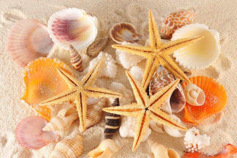 Seashells group stock photo. Image of macro, conch, pattern - 25085926
