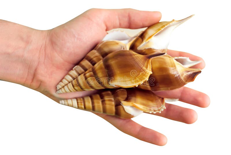 Seashells in hand stock photo. Image of fragment, seashell - 19638758