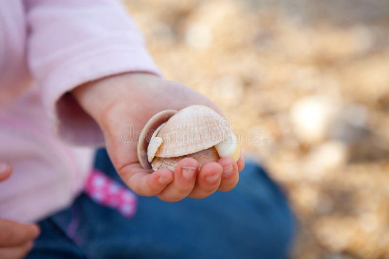 Seashells in hand stock image. Image of girl, sweet, delicate - 29316771