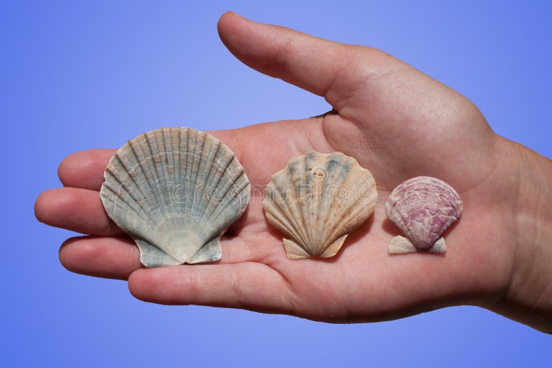 Seashells in hand stock image. Image of size, nautical - 74995137