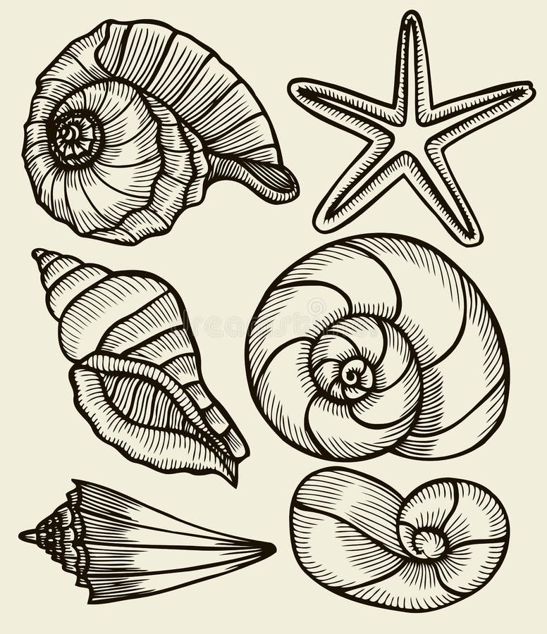 Seashells hand drawn set. stock vector. Illustration of retro - 83604954