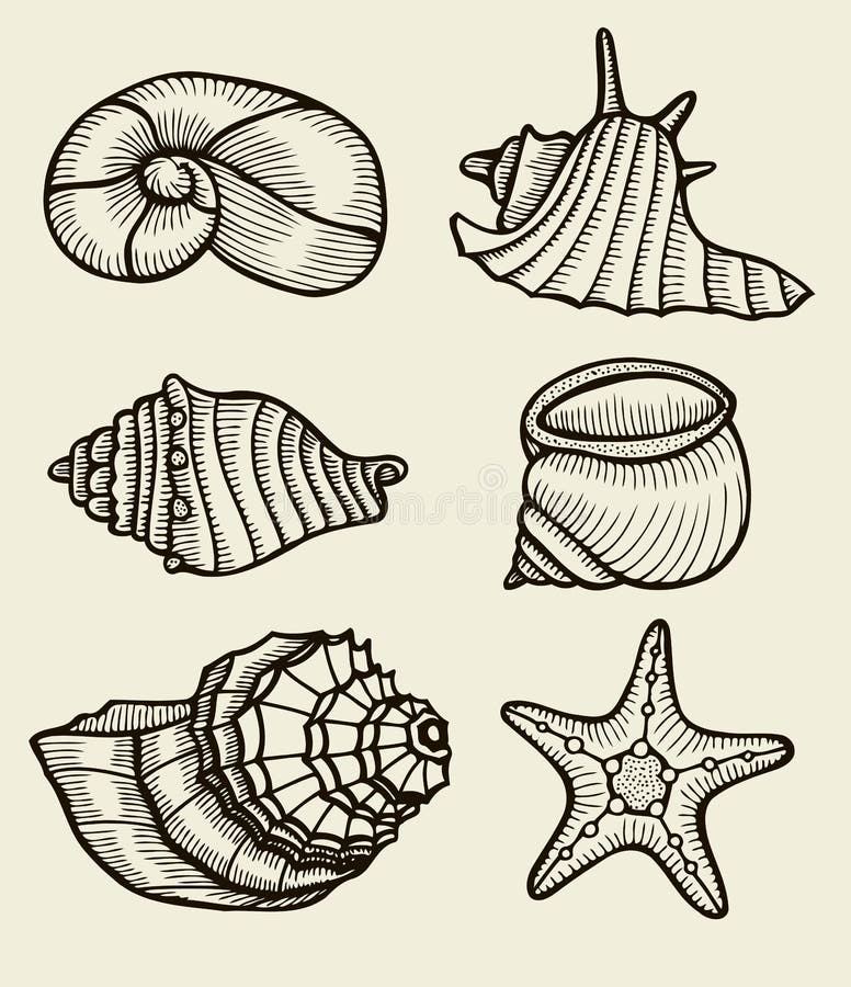 Seashells hand drawn set. stock vector. Illustration of ocean - 83605413